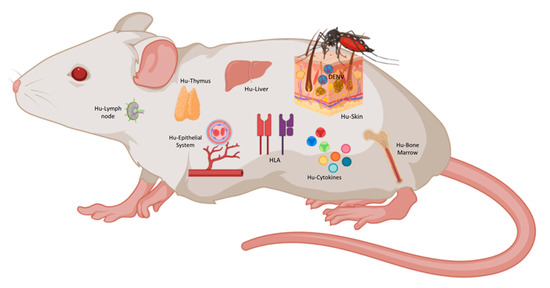 Humanized Mice in Dengue Research: A Comparison with Other Mouse Models