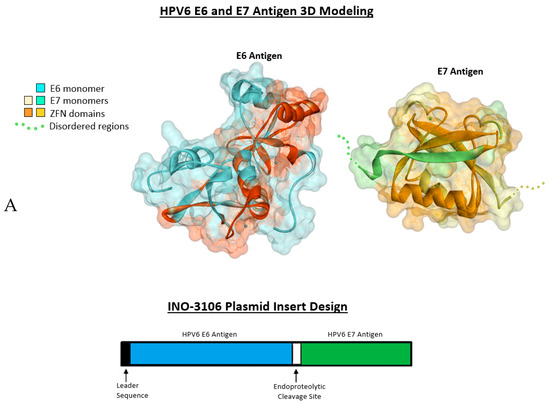 Vaccines | Free Full-Text | Immune Therapy Targeting E6/E7 Oncogenes of ...