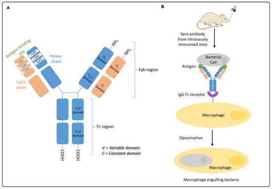 Opsonic Activity of Conservative Versus Variable Regions of the Group A ...
