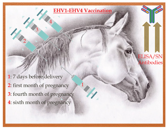 Vaccines | Free Full-Text | Evaluation of Three Different Vaccination ...