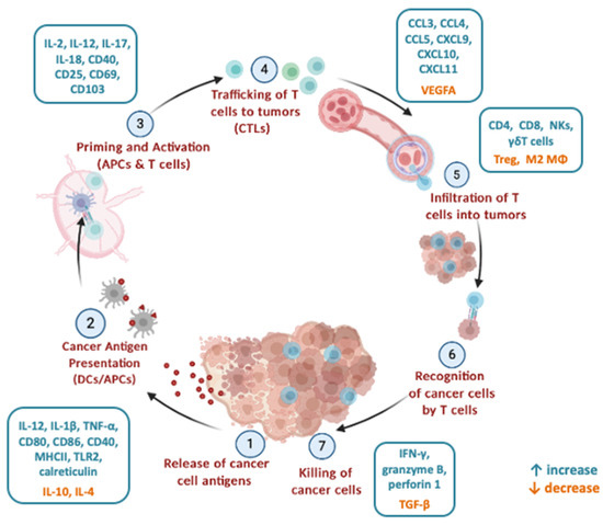 Modulation of Anti-Tumour Immune Responses by Probiotic Bacteria