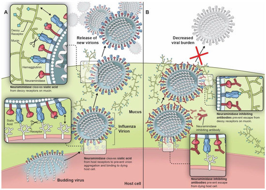 Influenza Neuraminidase: A Neglected Protein and Its Potential for a ...