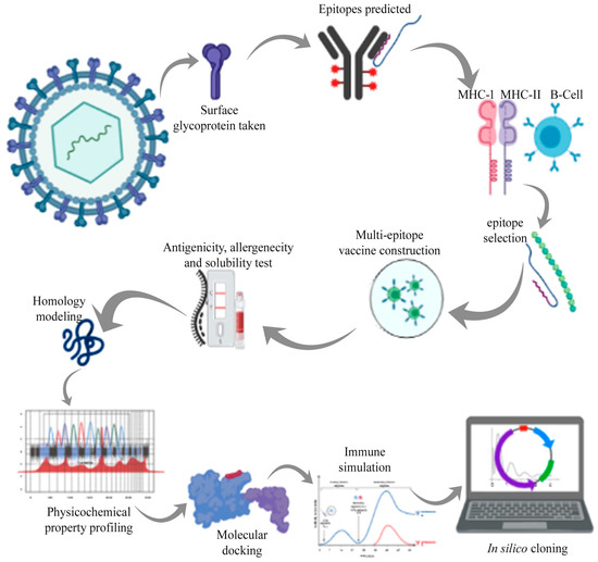 Vaccine Design from the Ensemble of Surface Glycoprotein Epitopes of ...