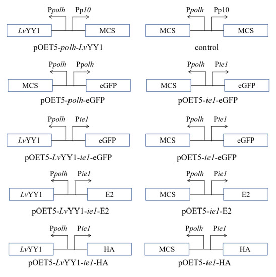 LvYY1 Activates WSSV ie1 Promoter for Enhanced Vaccine Production and ...