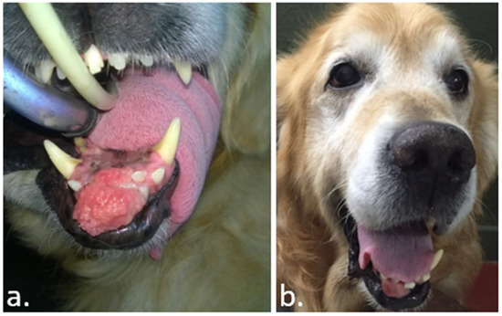 Can Hpv Cause Swollen Lips In Dogs | Lipstutorial.org