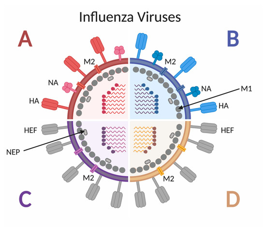 The Power of First Impressions: Can Influenza Imprinting during Infancy ...