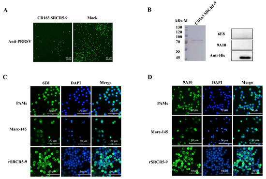 CD163 Antibodies Inhibit PRRSV Infection via Receptor Blocking and ...
