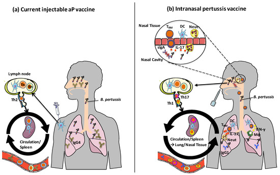 Bordetella Pertussis Bacteria Diagram