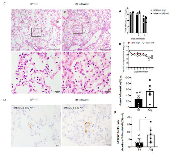 Anti-S1 MERS-COV IgY Specific Antibodies Decreases Lung Inflammation ...