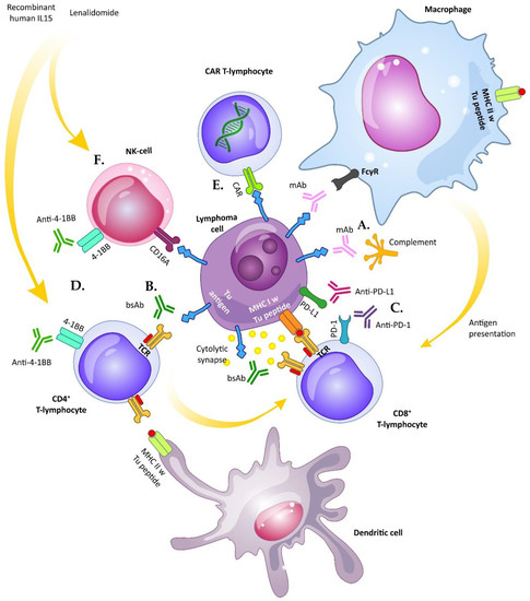 Current Immunotherapy Approaches in Non-Hodgkin Lymphomas