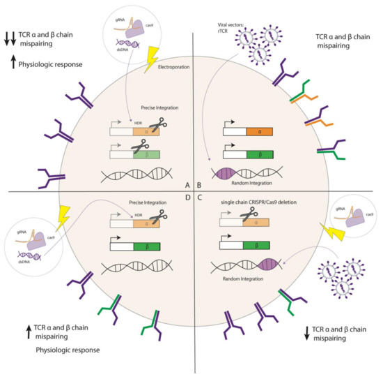 Gene Augmentation and Editing to Improve TCR Engineered T Cell Therapy ...