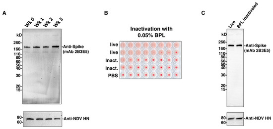 Vaccines | Free Full-Text | A Newcastle Disease Virus (NDV) Expressing ...