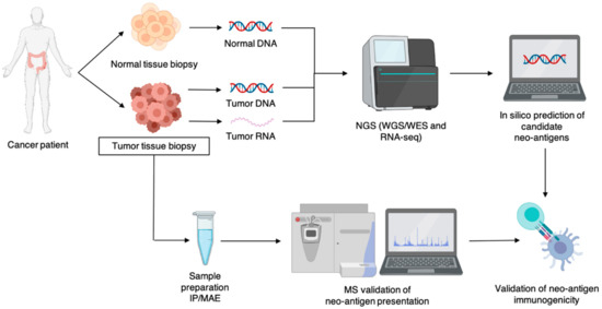 Neo-Antigen mRNA Vaccines