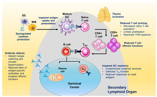 B and T Cell Immunity in Tissues and Across the Ages