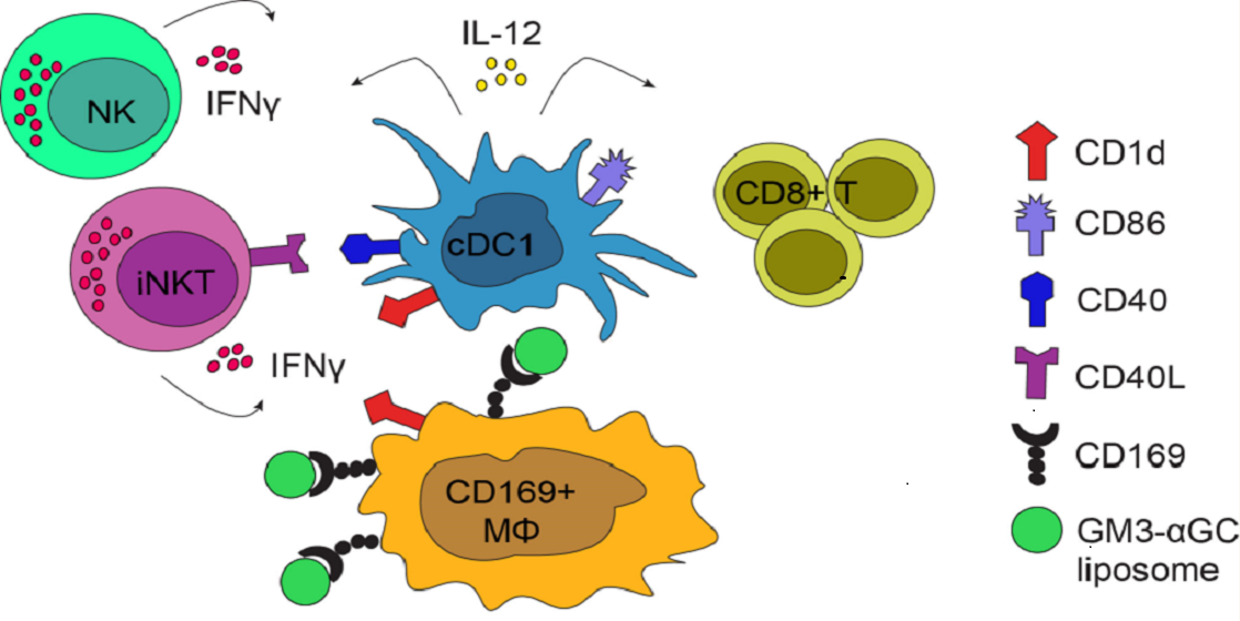 Vaccines | Free Full-Text | Liposomal Nanovaccine Containing α ...