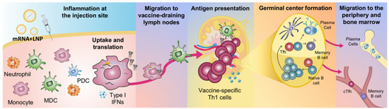 Immune Responses Induced by mRNA Vaccination in Mice, Monkeys and Humans
