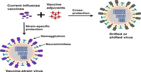 Vaccines | Free Full-Text | Adjuvantation of Influenza Vaccines to ...
