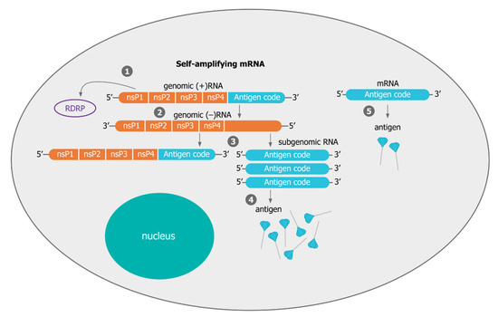 An Update on Self-Amplifying mRNA Vaccine Development