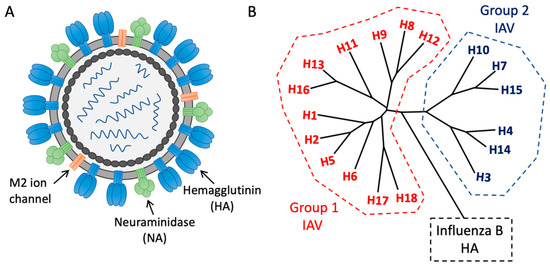 Antibody Focusing to Conserved Sites of Vulnerability: The ...