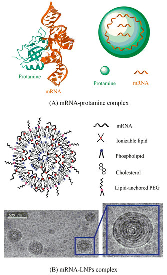 An Overview on the Development of mRNA-Based Vaccines and Their ...