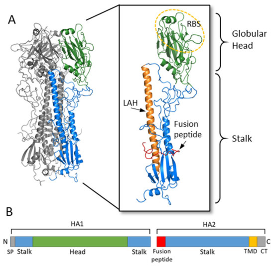 Strategies Targeting Hemagglutinin as a Universal Influenza Vaccine