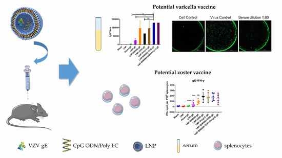 Vaccines | Free Full-Text | Immunogenicity of Varicella-Zoster Virus ...