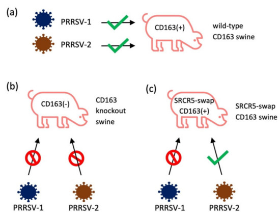 Vaccines | Special Issue : PRRSV Vaccinology and Immunology