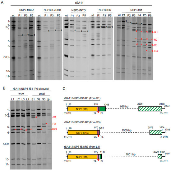 Vaccines | Free Full-Text | Rotavirus as an Expression Platform of Domains of the SARS-CoV-2 ...