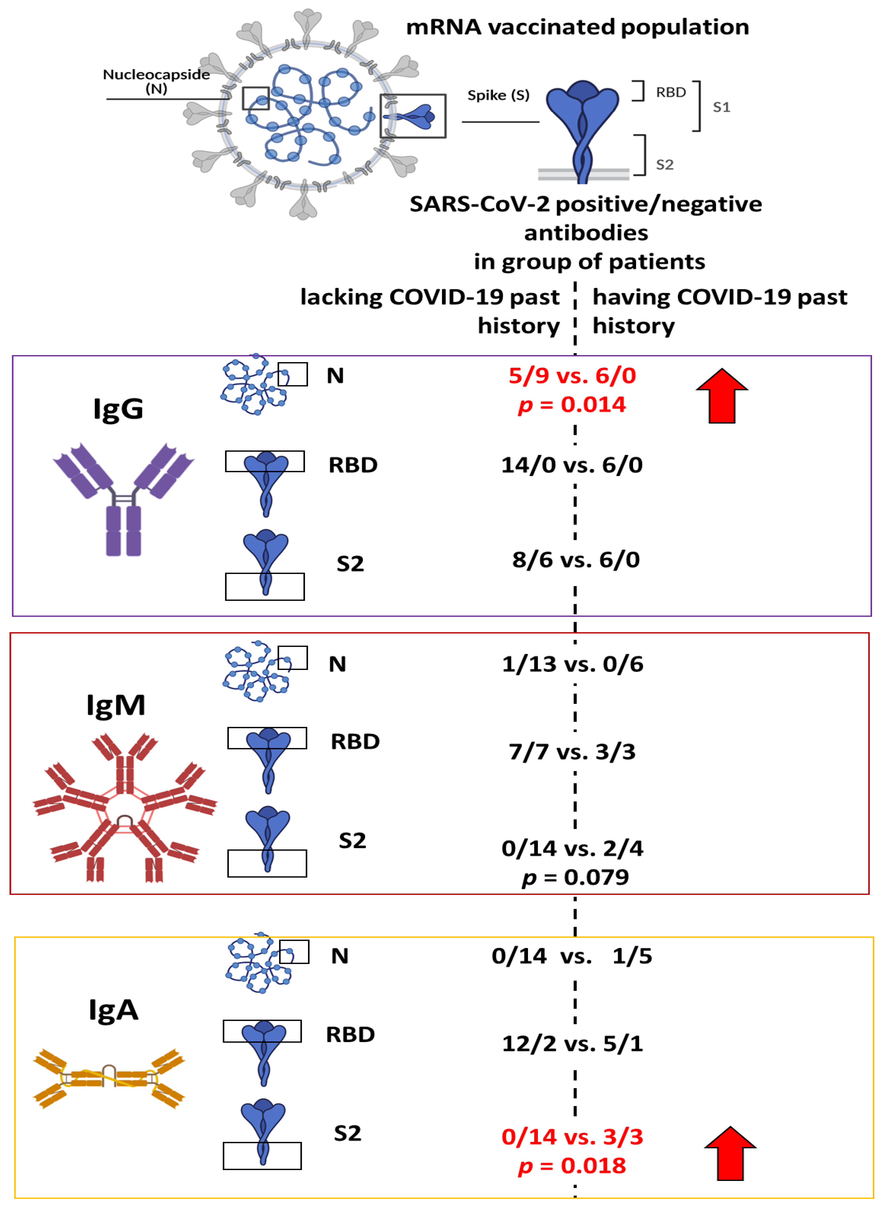 Vaccines | Free Full-Text | Immune Response to COVID-19 mRNA Vaccine—A ... Vaccines | Free Full-Text | Immune Response to COVID-19 mRNA Vaccine—A ...