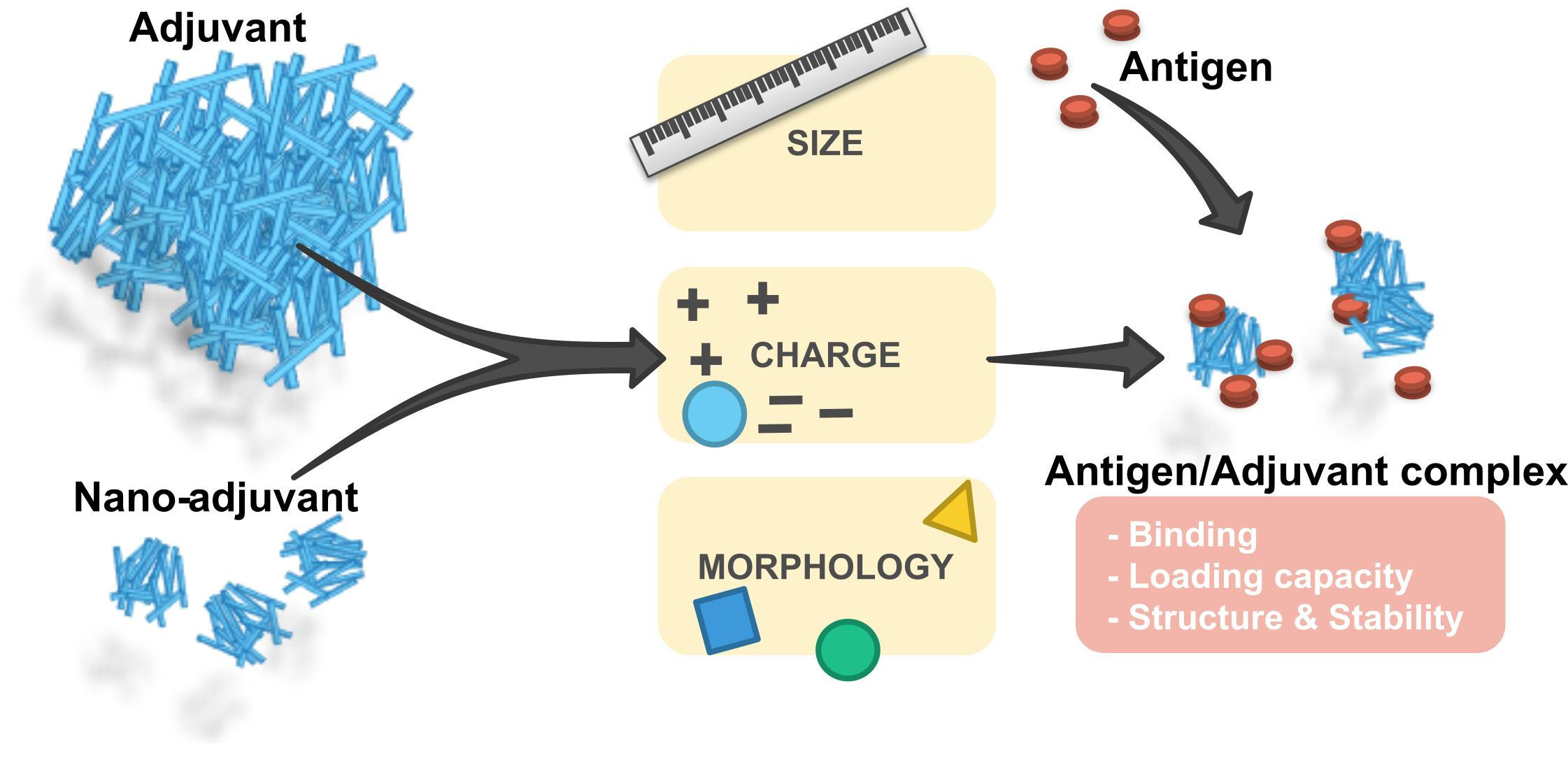 Vaccines | Free Full-Text | Physicochemical Characterization Cascade of ...