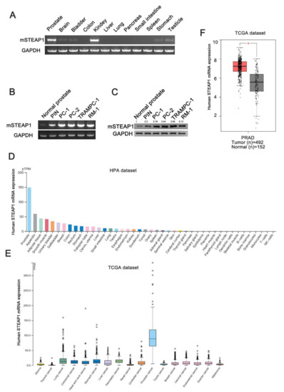 Fusion Protein Vaccine Based on Ag85B and STEAP1 Induces a Protective ...