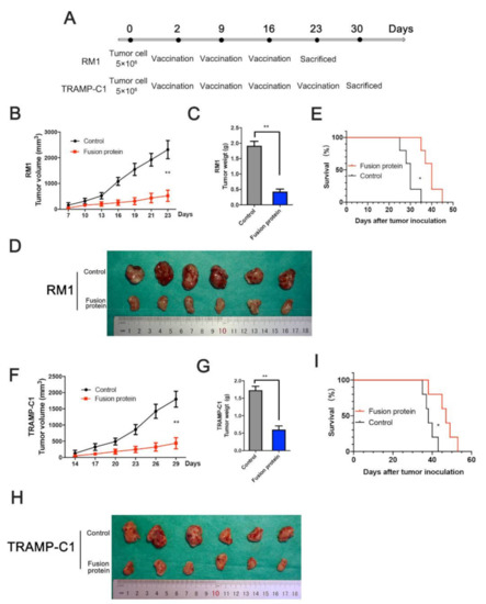 Fusion Protein Vaccine Based on Ag85B and STEAP1 Induces a Protective ...