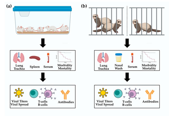 Animal Models Utilized for the Development of Influenza Virus Vaccines
