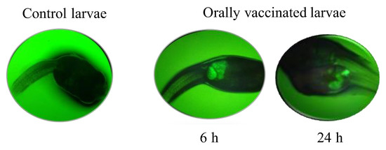 Vaccines | Special Issue : Vaccines for Aquaculture