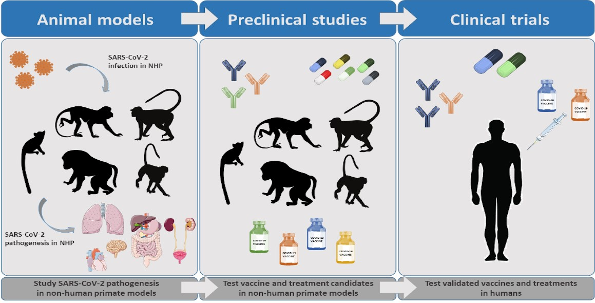 Vaccines | Free Full-Text | COVID-19 Research: Lessons from Non-Human ...