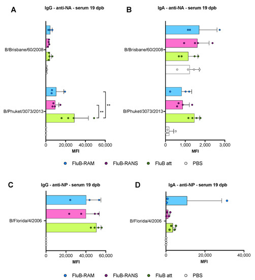 FluB-RAM and FluB-RANS: Genome Rearrangement as Safe and Efficacious ...