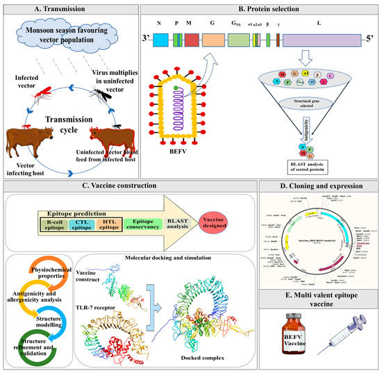Immunoinformatics Approach to Design Multi-Epitope- Subunit Vaccine against Bovine Ephemeral ...