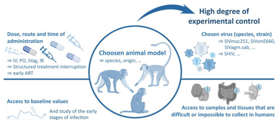 Interests of the Non-Human Primate Models for HIV Cure Research