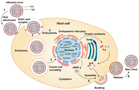 An Overview of Influenza Viruses and Vaccines