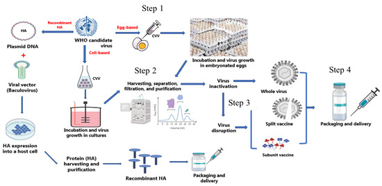 An Overview of Influenza Viruses and Vaccines