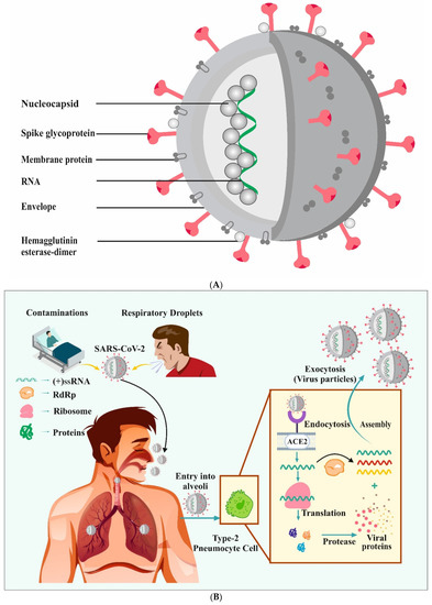 Vaccines | Free Full-Text | Nanotechnology Interventions in the Management of COVID-19 ...
