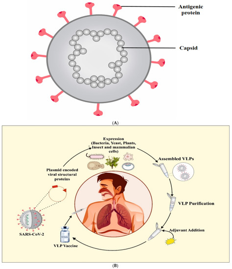 Vaccines | Free Full-Text | Nanotechnology Interventions in the Management of COVID-19 ...