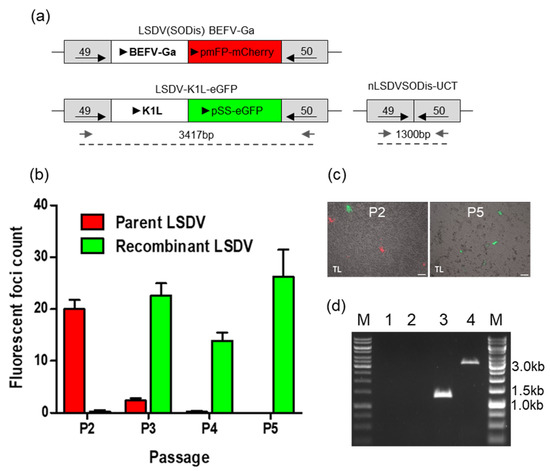 Vaccines | Free Full-Text | Advancements in the Growth and Construction ...