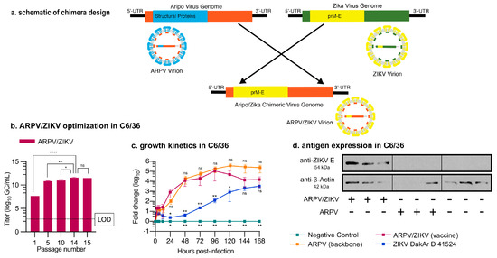Vaccines | Free Full-Text | Enemy of My Enemy: A Novel Insect-Specific Flavivirus Offers a ...