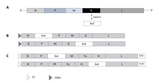 Self-Replicating RNA Viruses for Vaccine Development against Infectious ...