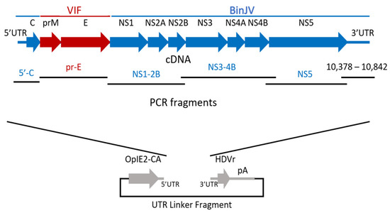 Vaccines | Free Full-Text | Chimeric Vaccines Based on Novel Insect ...