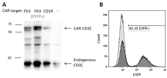 Natural Flt3Lg-Based Chimeric Antigen Receptor (Flt3-CAR) T Cells ...