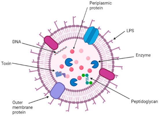 Gonorrhea Bacteria Structure