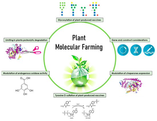 Engineering Approaches in Plant Molecular Farming for Global Health