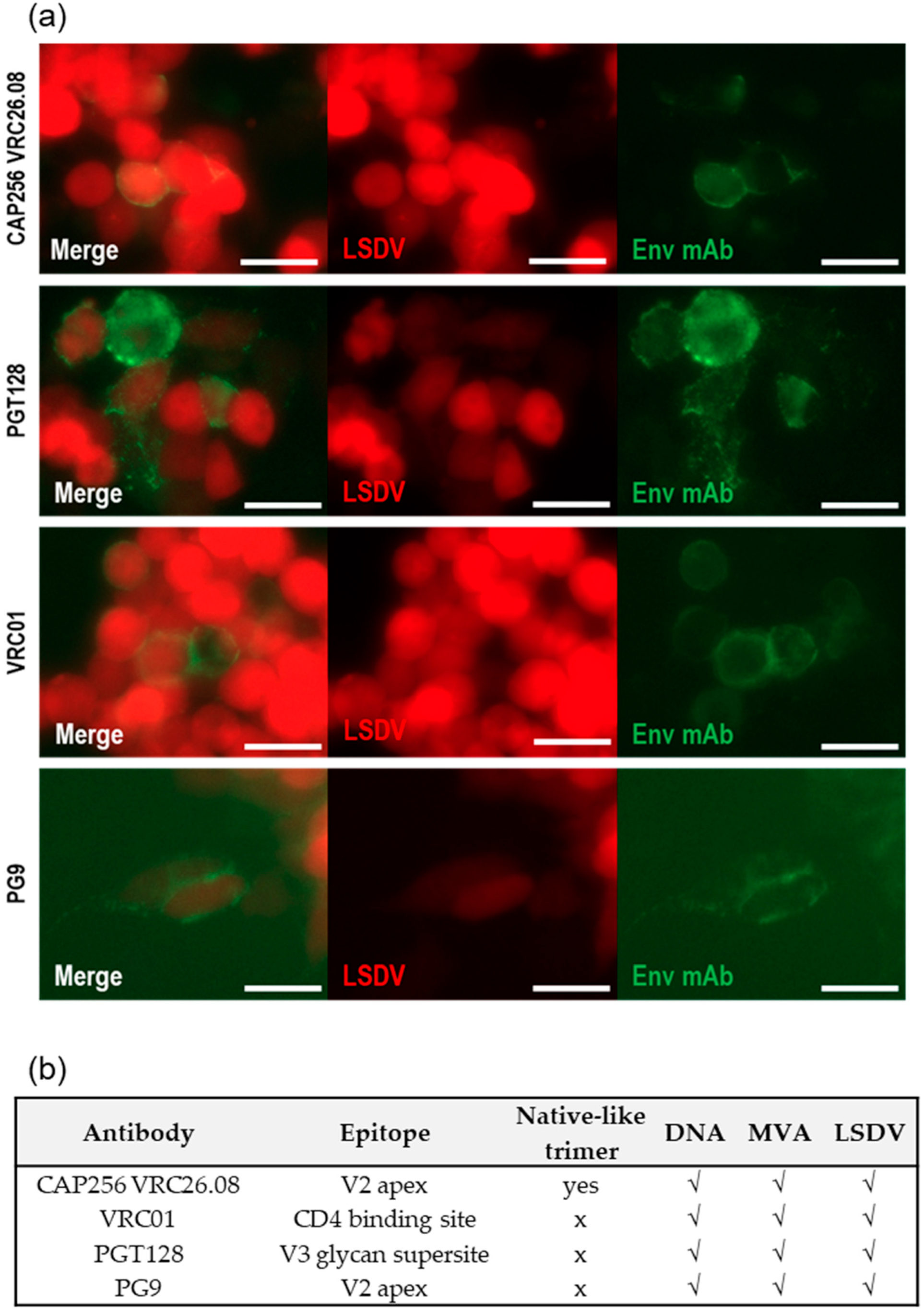 Assessment of an LSDV-Vectored Vaccine for Heterologous Prime-Boost ...